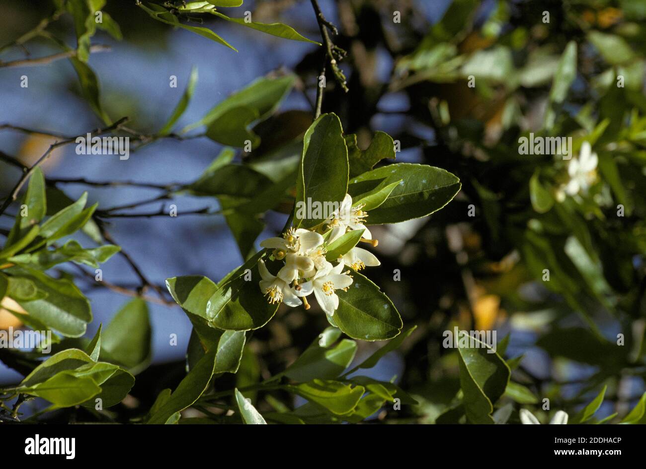 Orange Tree Flower, Florida Stock Photo - Alamy