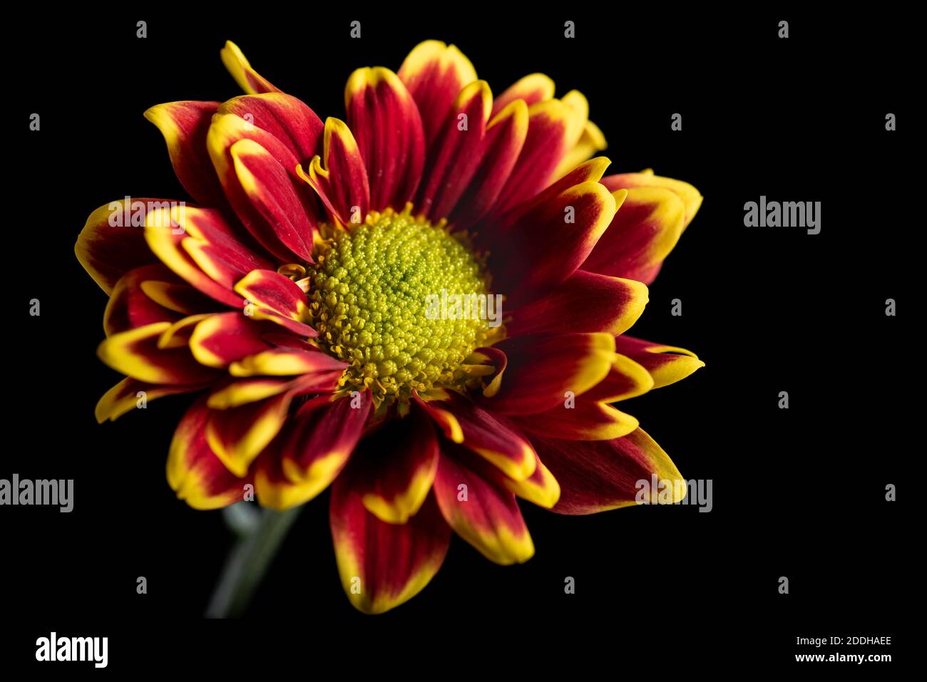 Red and Yellow Flower on Black Background Stock Photo - Alamy