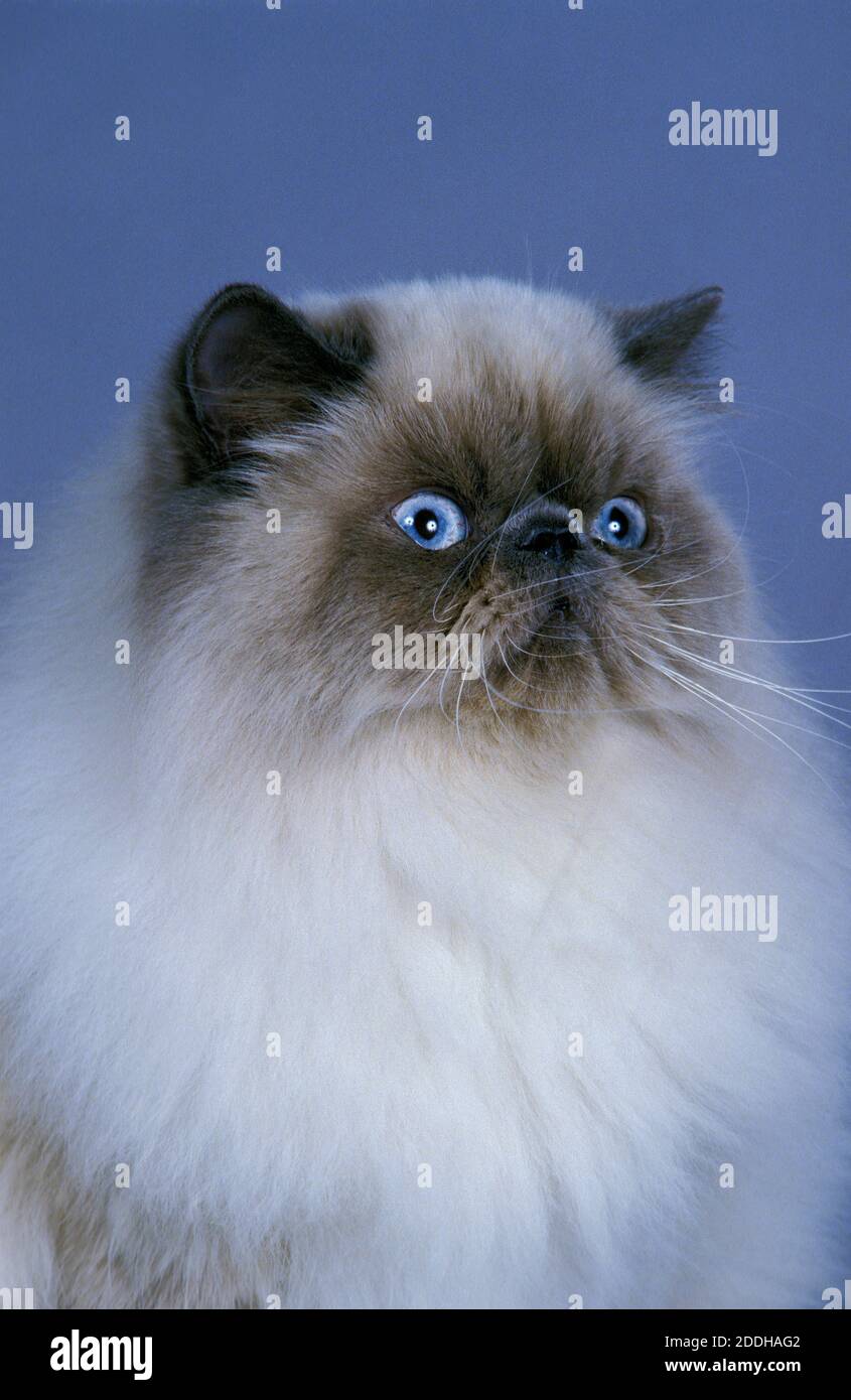 Himalayan cat adult hi-res stock photography and images - Alamy