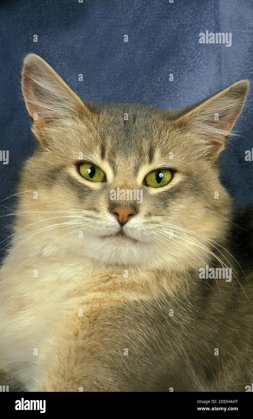 Blue somali domestic cat hi-res stock photography and images - Alamy