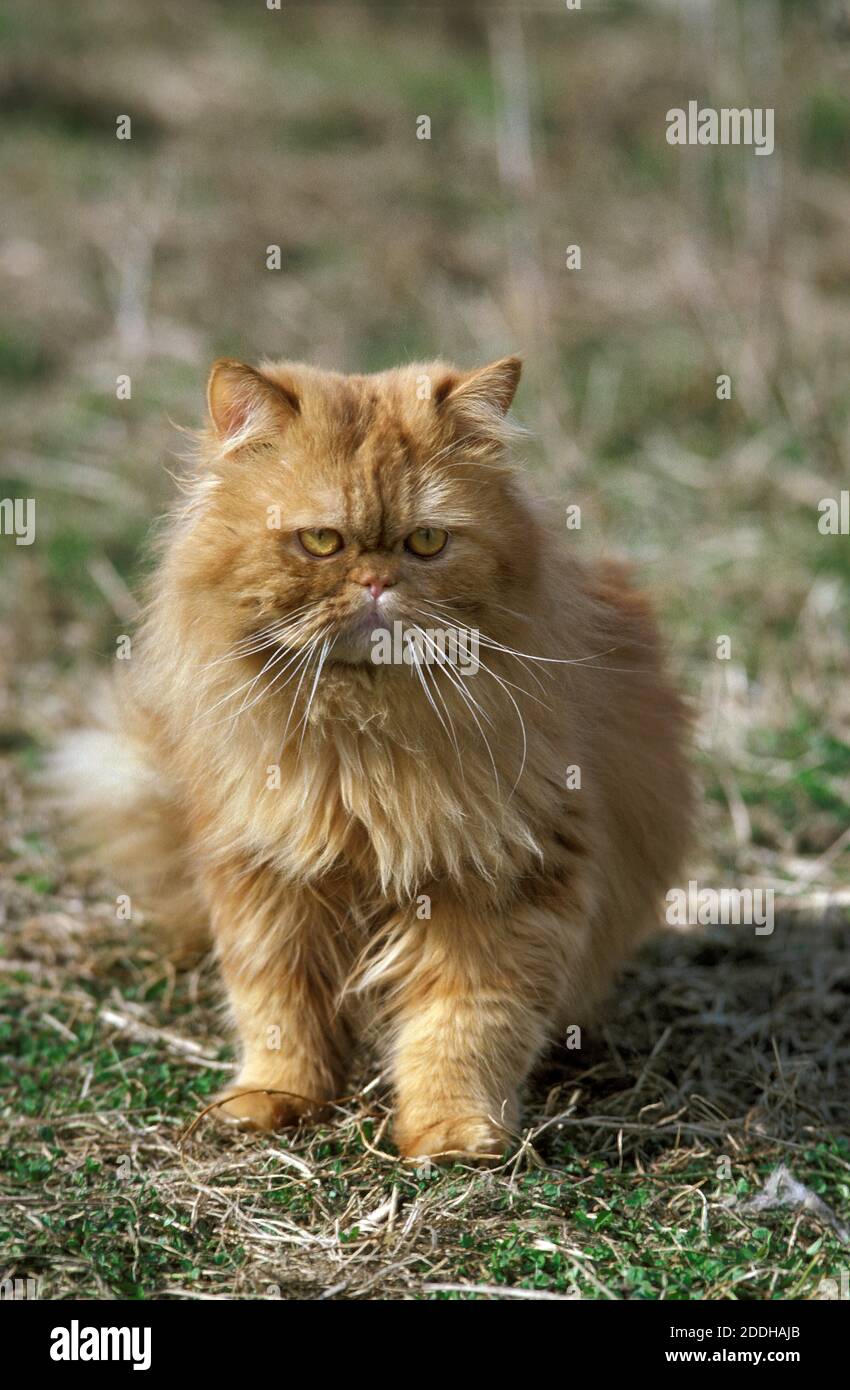 Tabby Persian