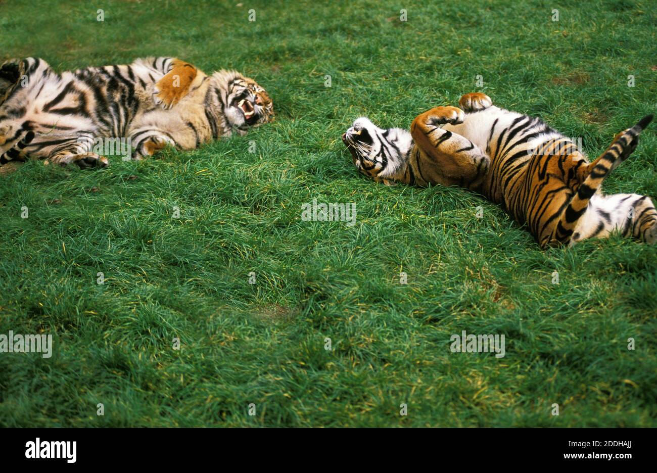 Sumatran Tiger, panthera tigris sumatrae, Male with Female before ...