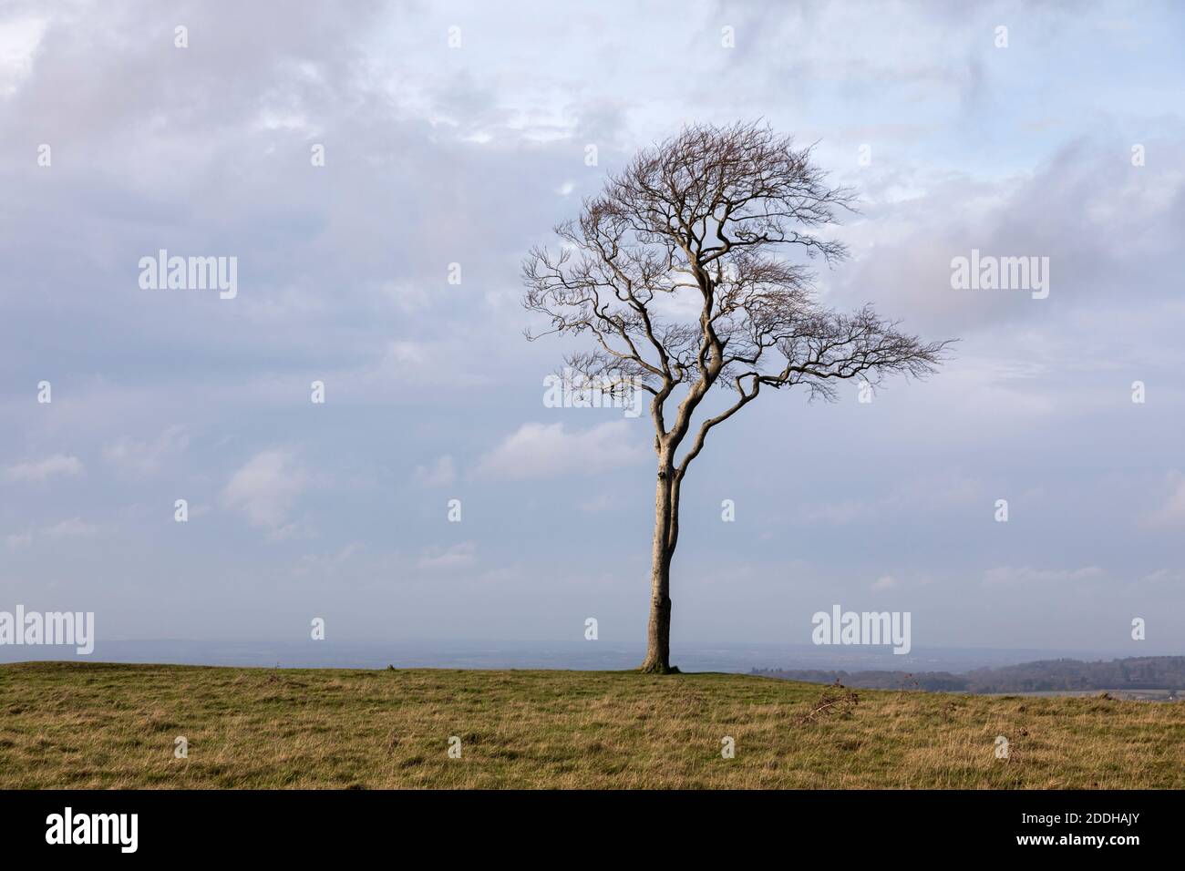 Lone Beech Tree (Fagus sylvatica) at Oliver’s Castle on Roundway Hill ...