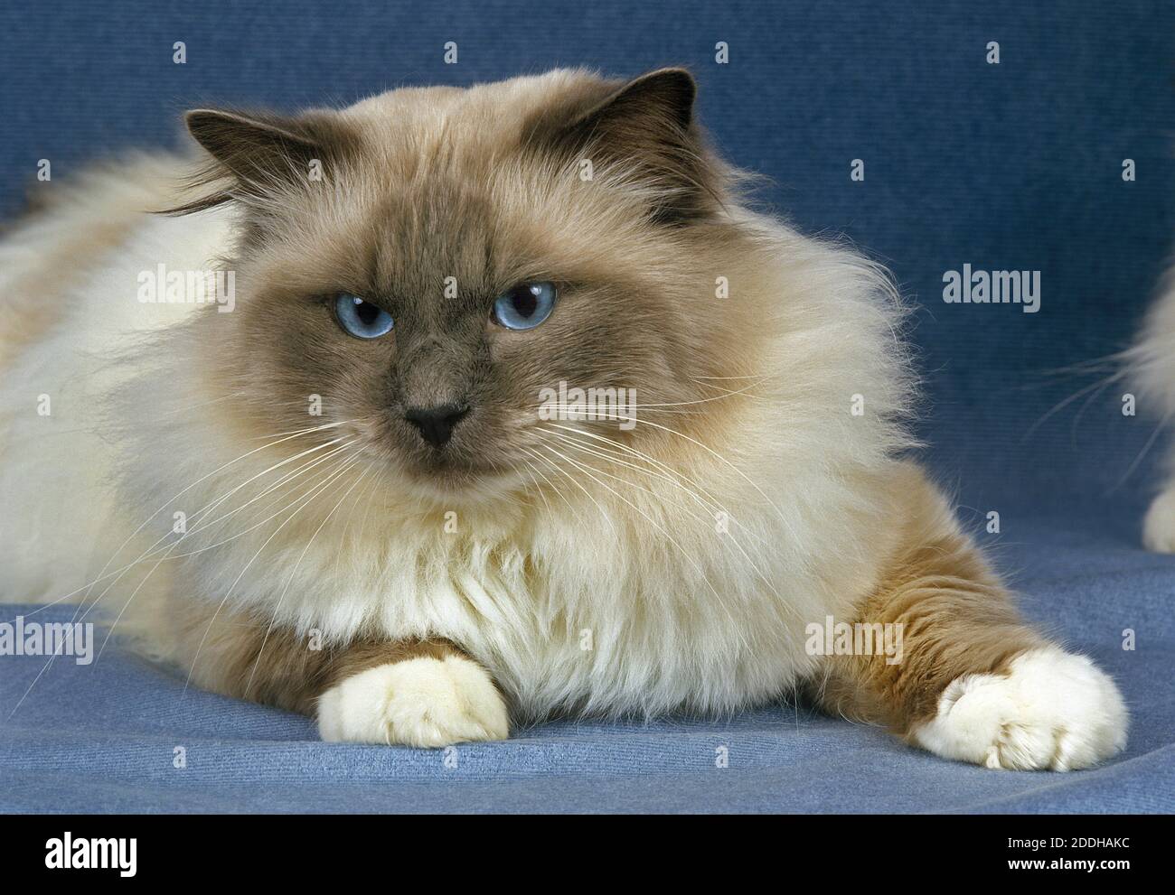 Birmanese hi-res stock photography and images - Alamy