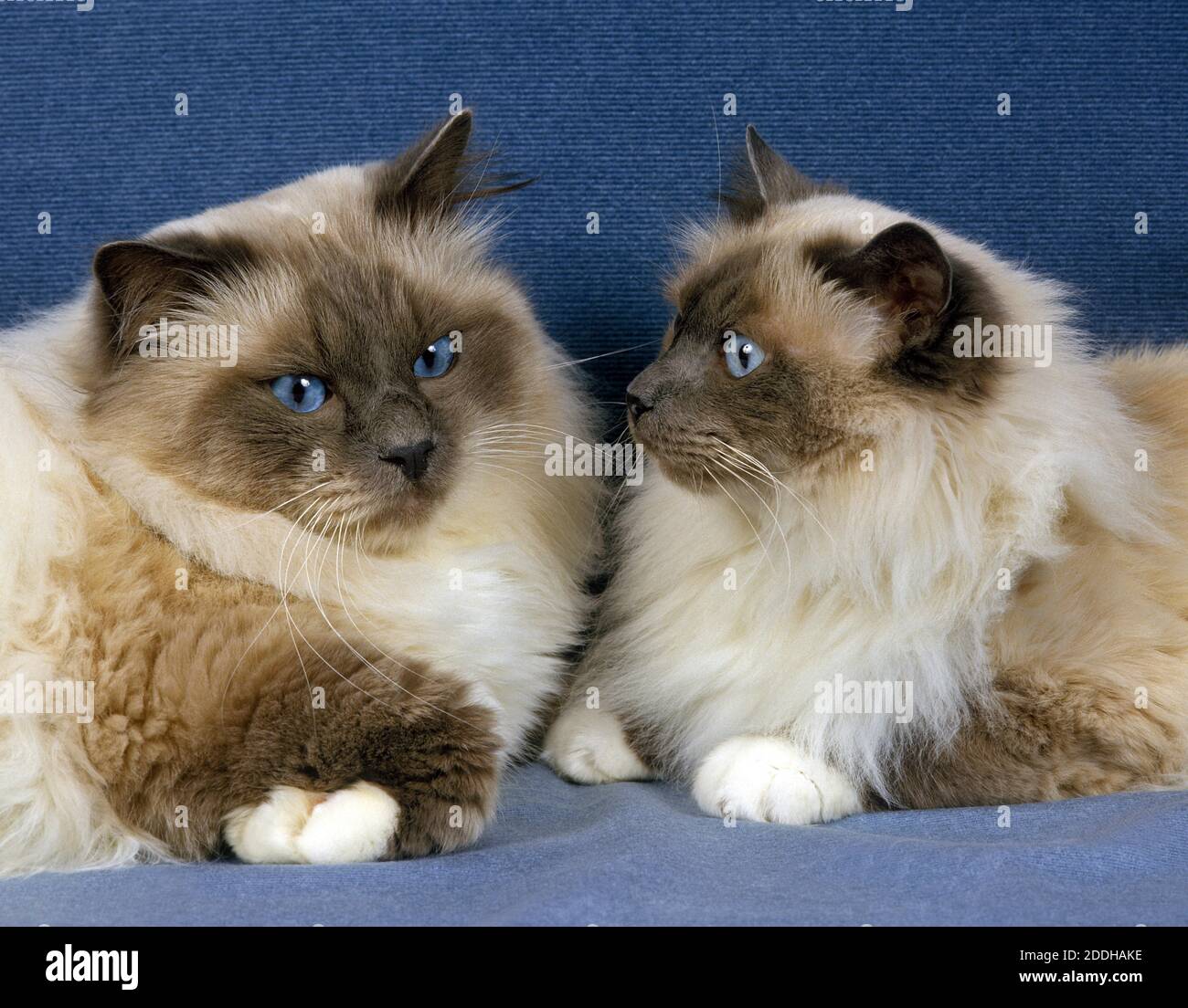 Birmanese Domestic Cat, Male with Female Stock Photo - Alamy