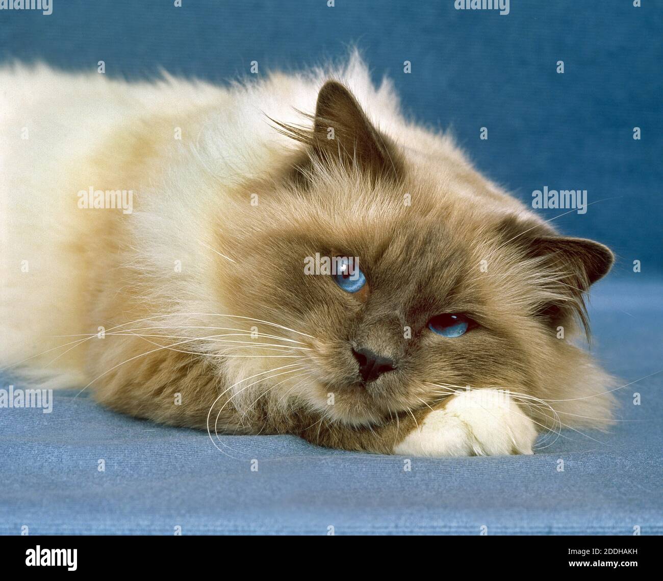 Birmanese Domestic Cat, Adult laying down Stock Photo - Alamy