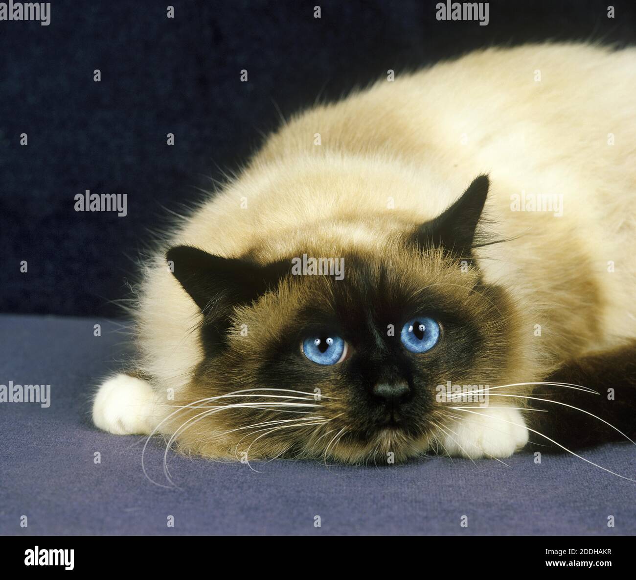 Birmanese Domestic Cat, Adult Laying Down Stock Photo - Alamy