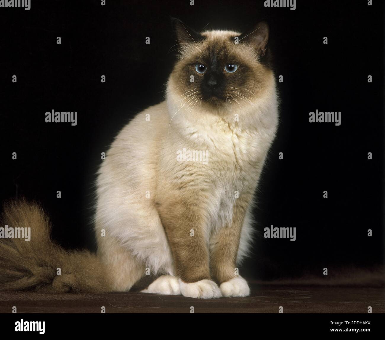 Birmanese Domestic Cat, Adult against Black Background Stock Photo - Alamy
