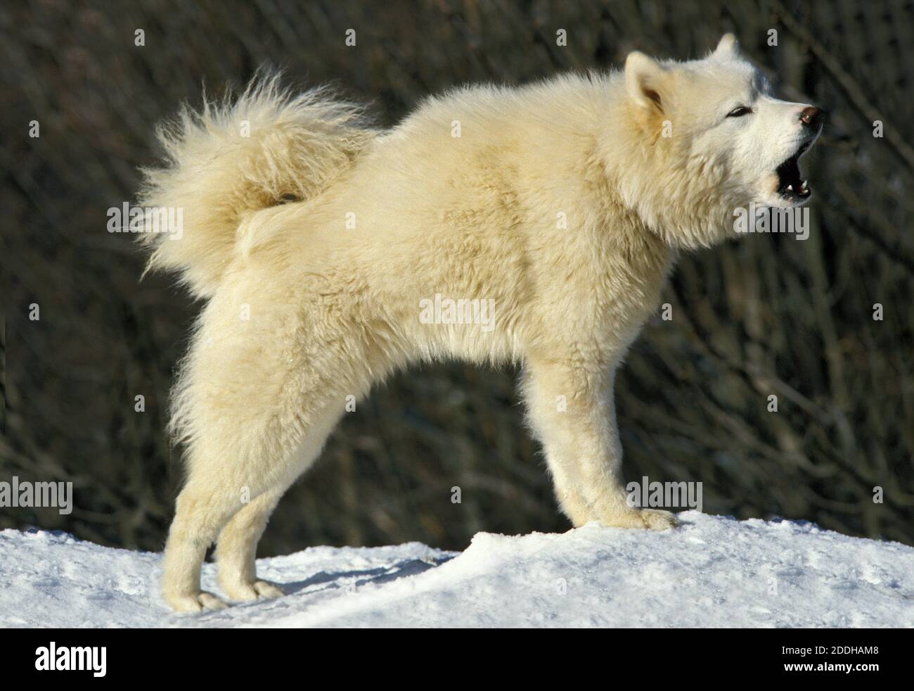 Samoyed adult dog standing hi-res stock photography and images - Alamy