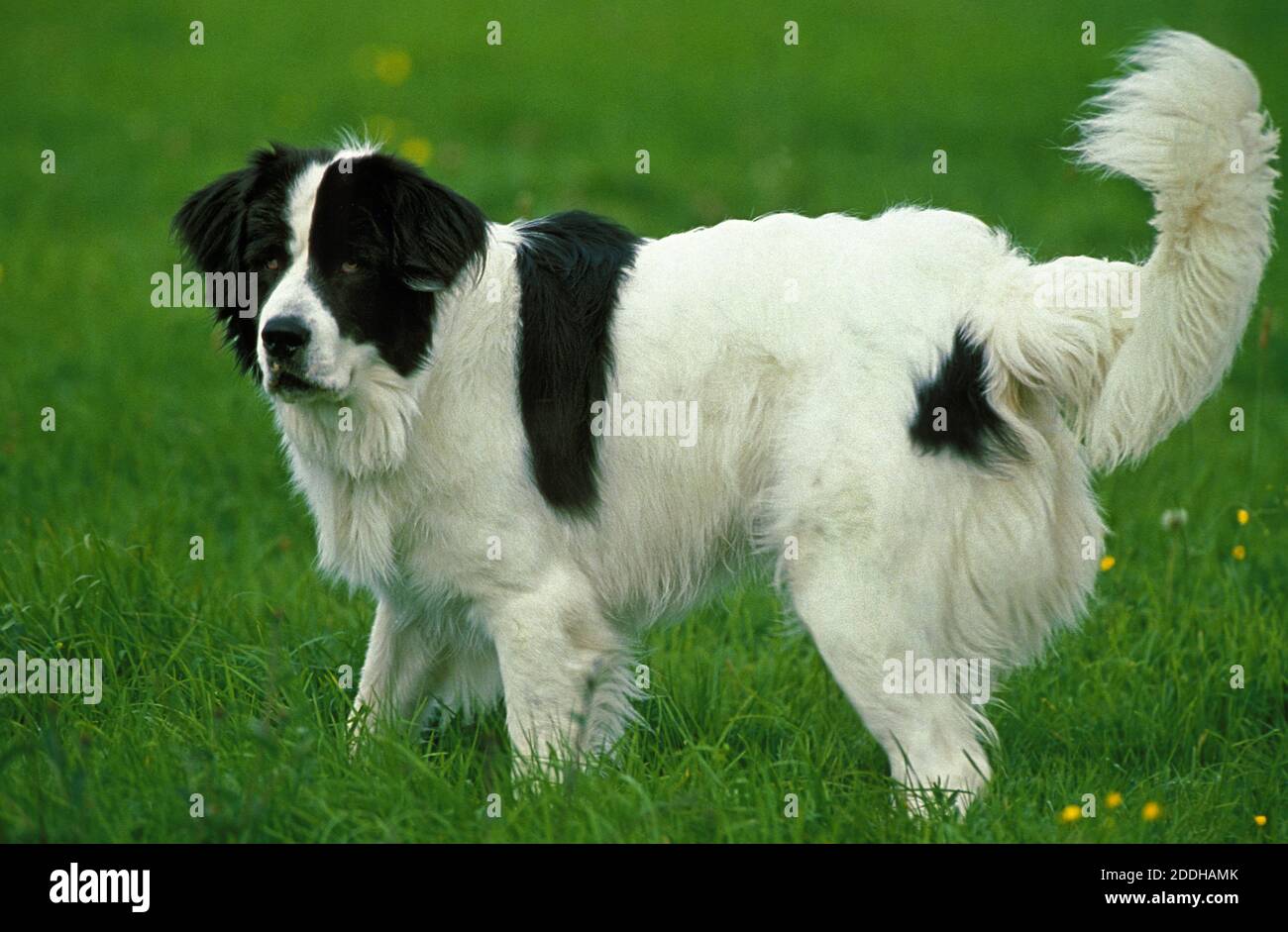 Adult dog standing on grass hi-res stock photography and images - Alamy