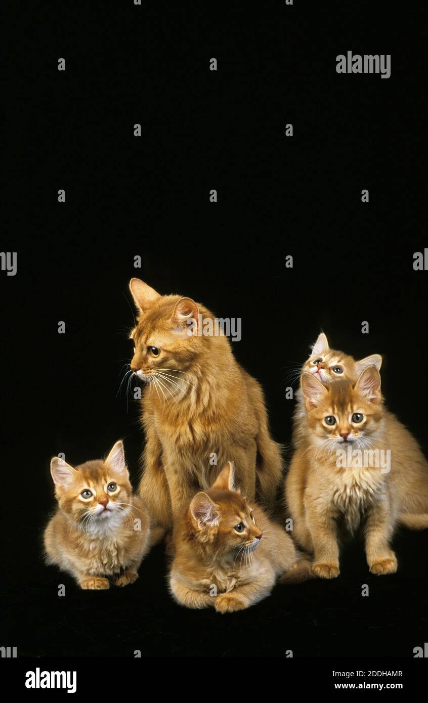 Red Somali Domestic Cat, Female with Kitten against Black Background ...