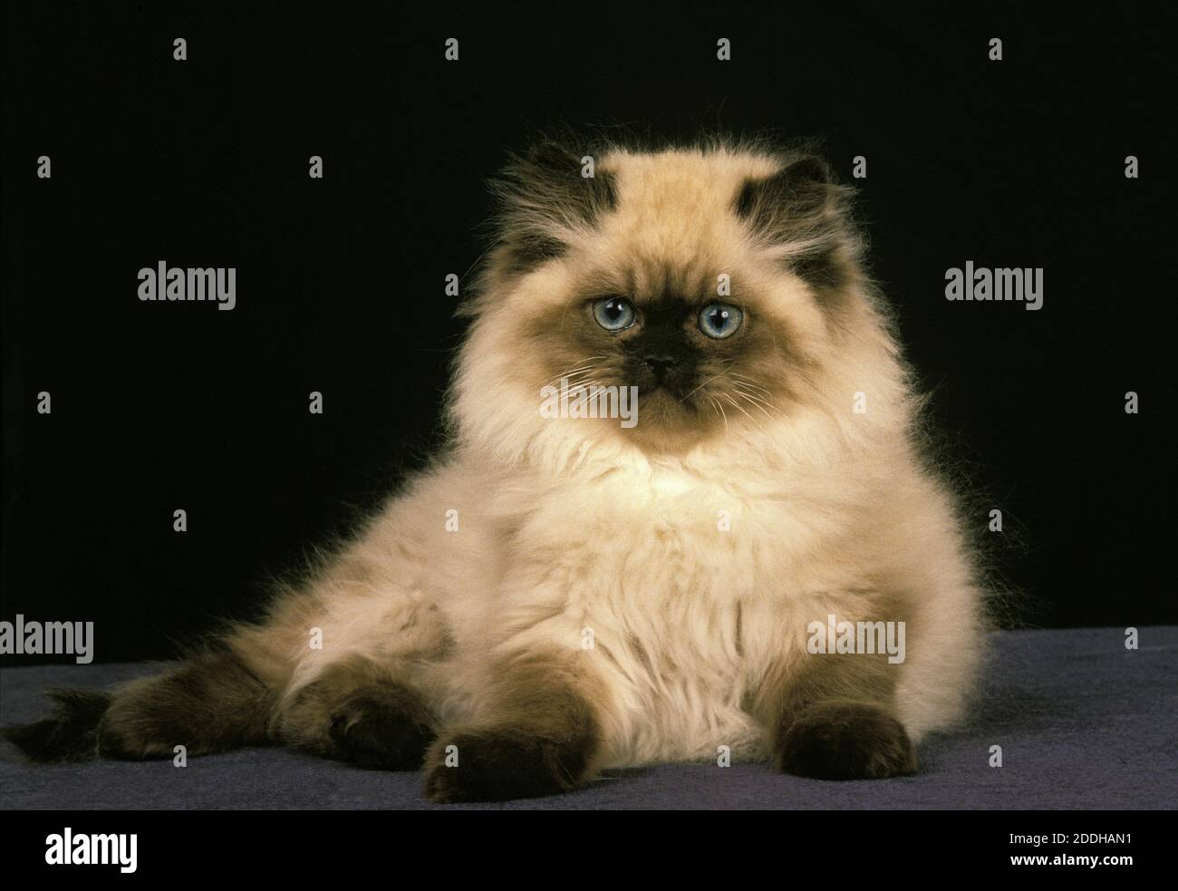 Colourpoint Persian Domestic Cat, Kitten against Black Background Stock ...