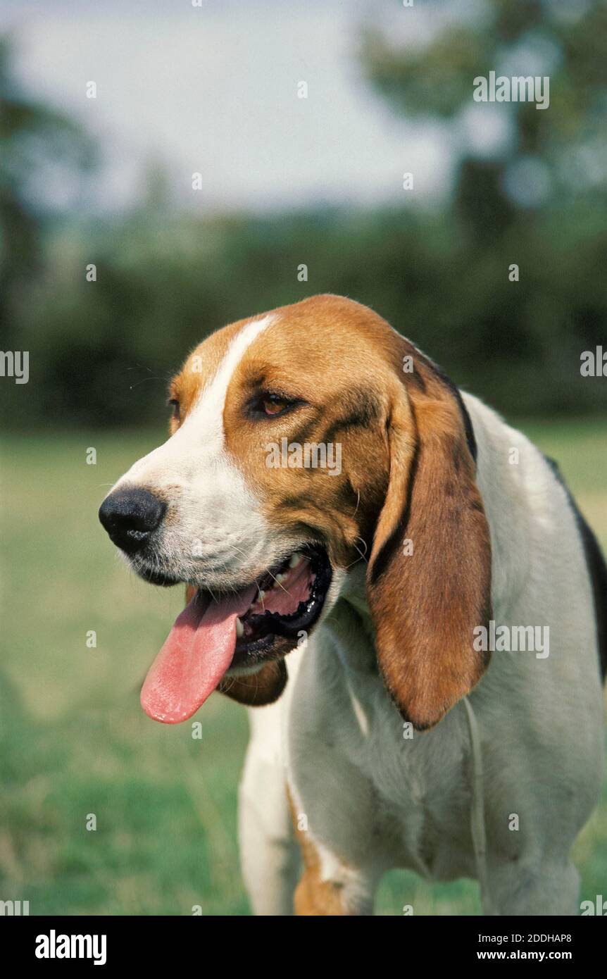 Artois Hound, Portrait of Adult with Tongue out Stock Photo - Alamy