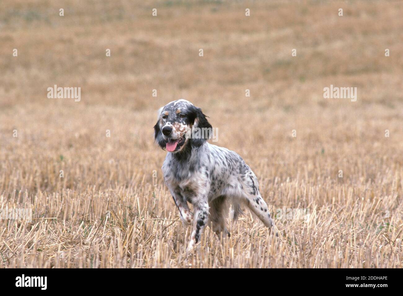 English Setter Pointing