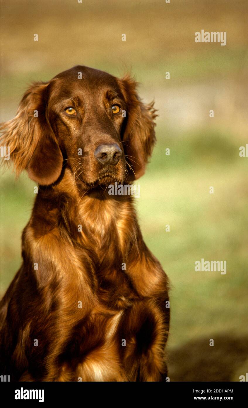 Irish Setter or Red Setter Dog, Adult Stock Photo - Alamy