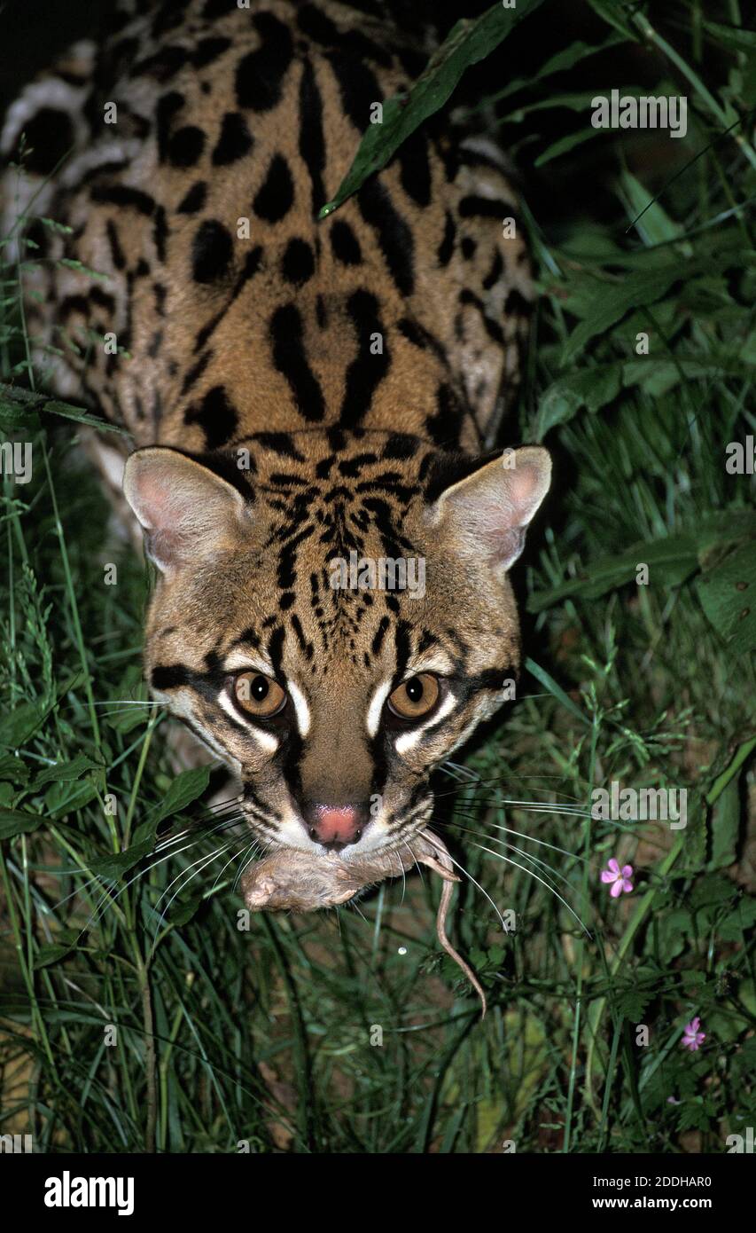 Ocelot Adulte Ocelot,Felis Pardalis,South America,adult SuperStock