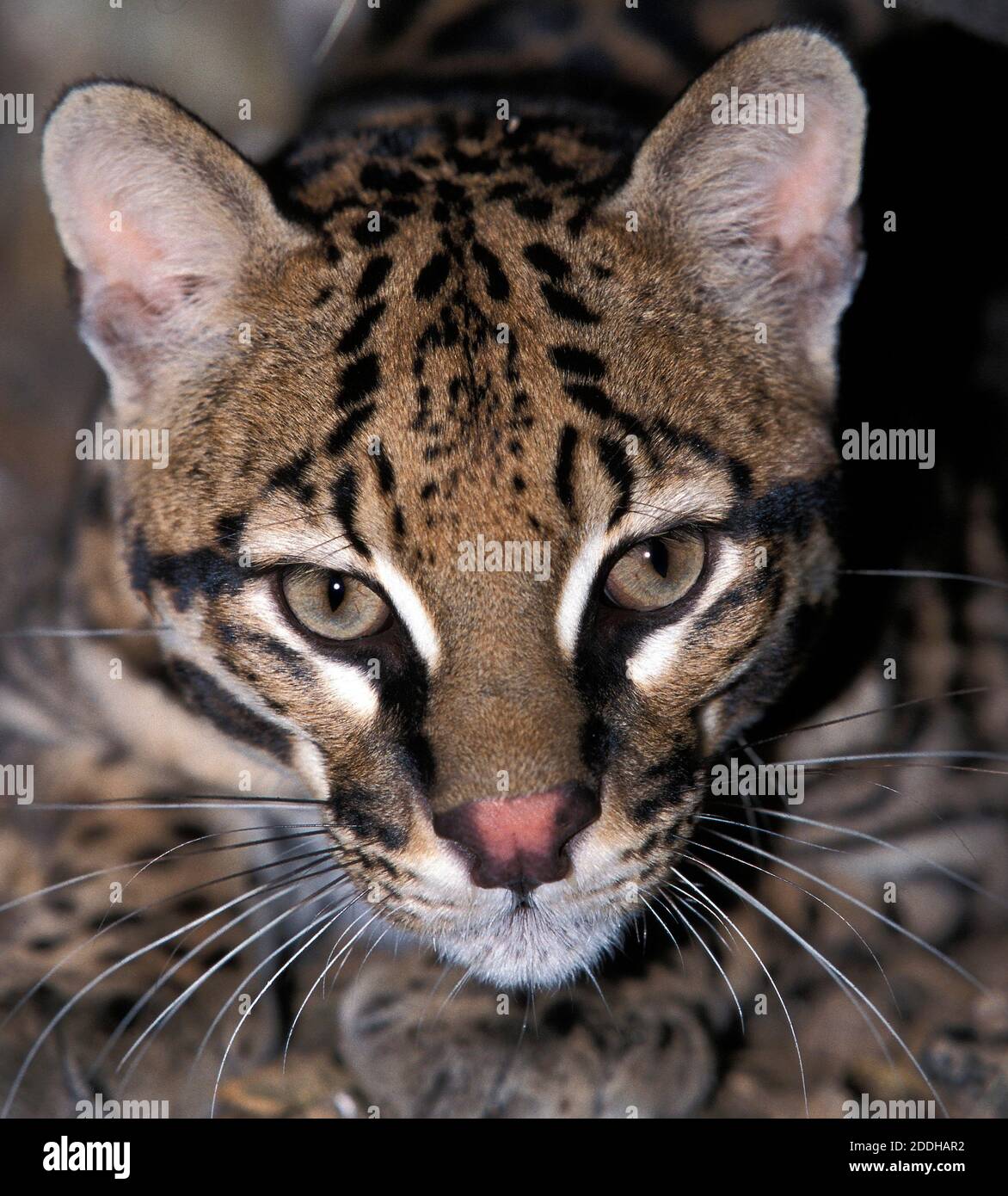 Ocelot, leopardus pardalis, Portrait of Adult Stock Photo - Alamy