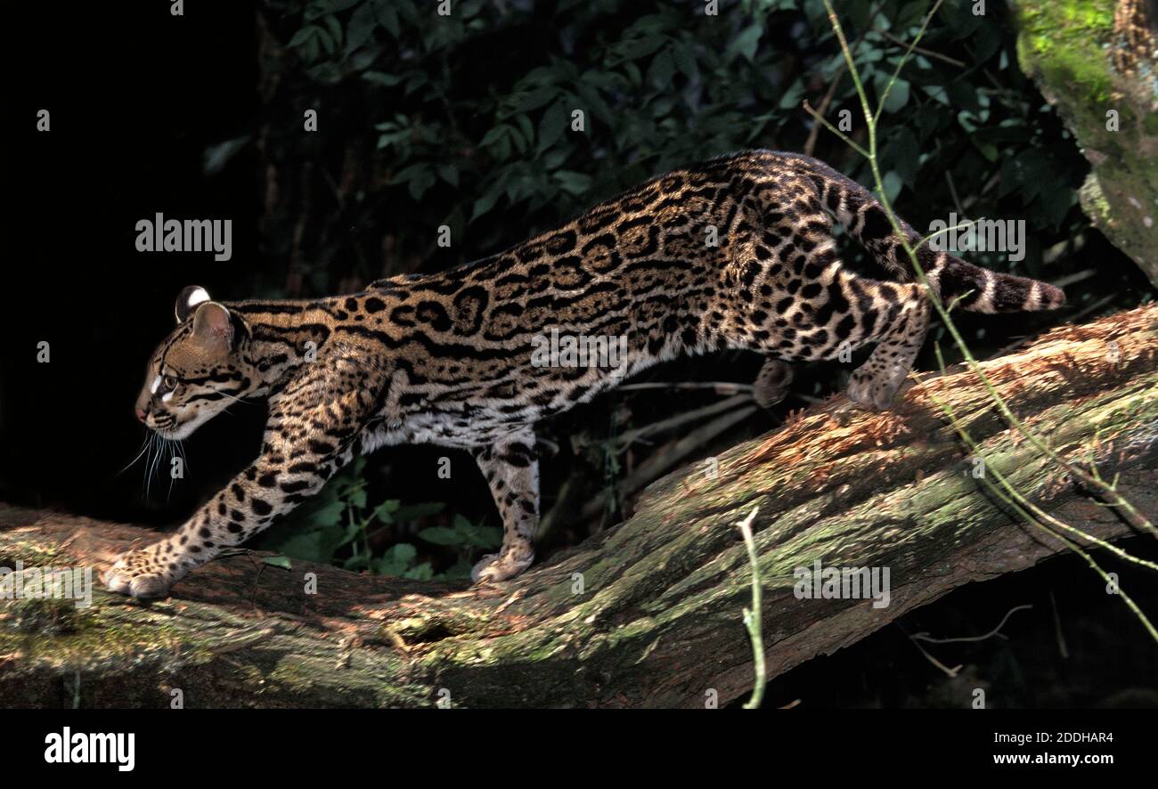 Ocelot, leopardus pardalis, Adult Stock Photo - Alamy