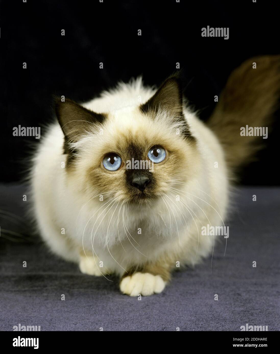 Birmanese hi-res stock photography and images - Alamy