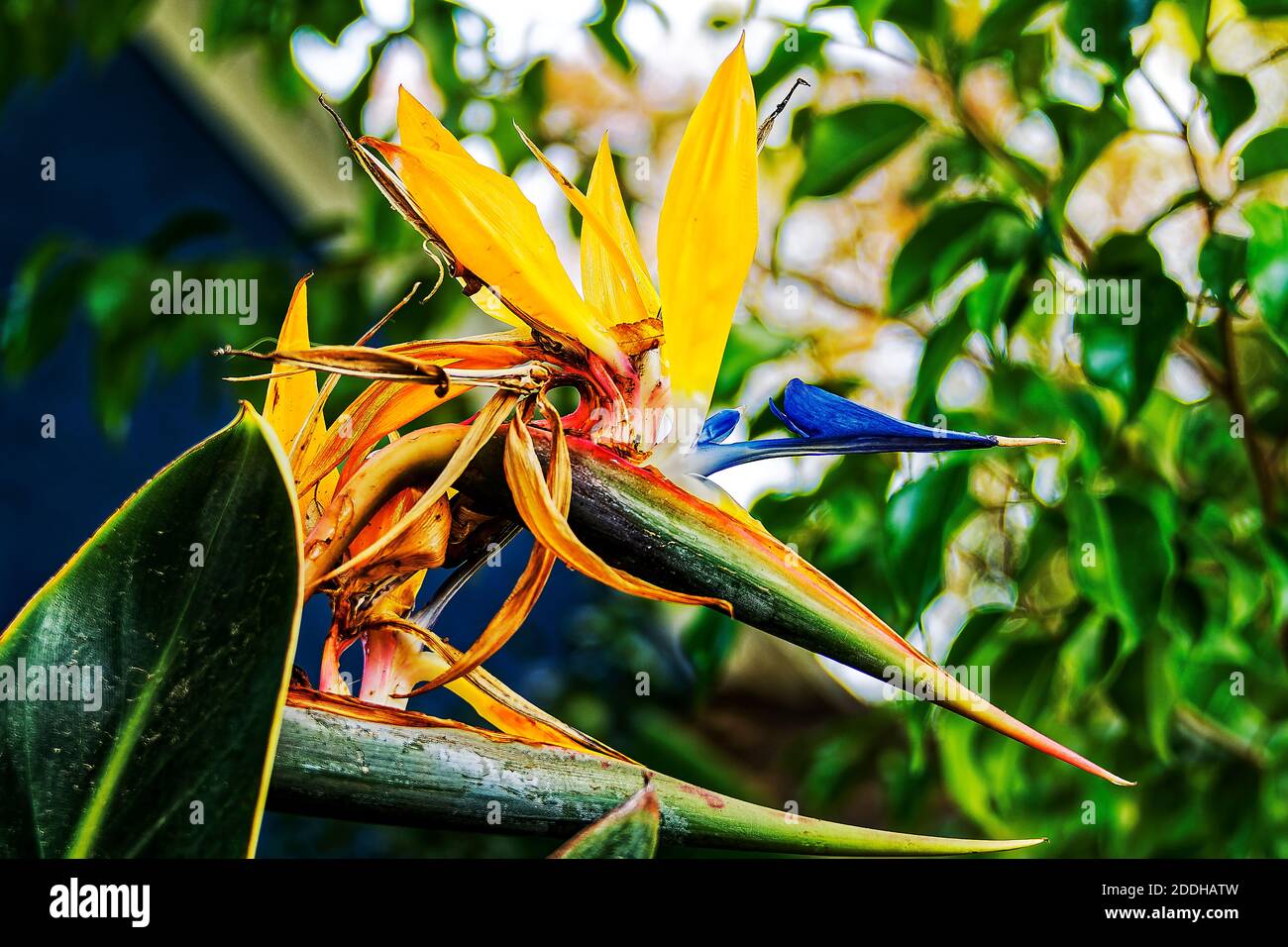 Ino Flower High Resolution Stock Photography and Images - Alamy