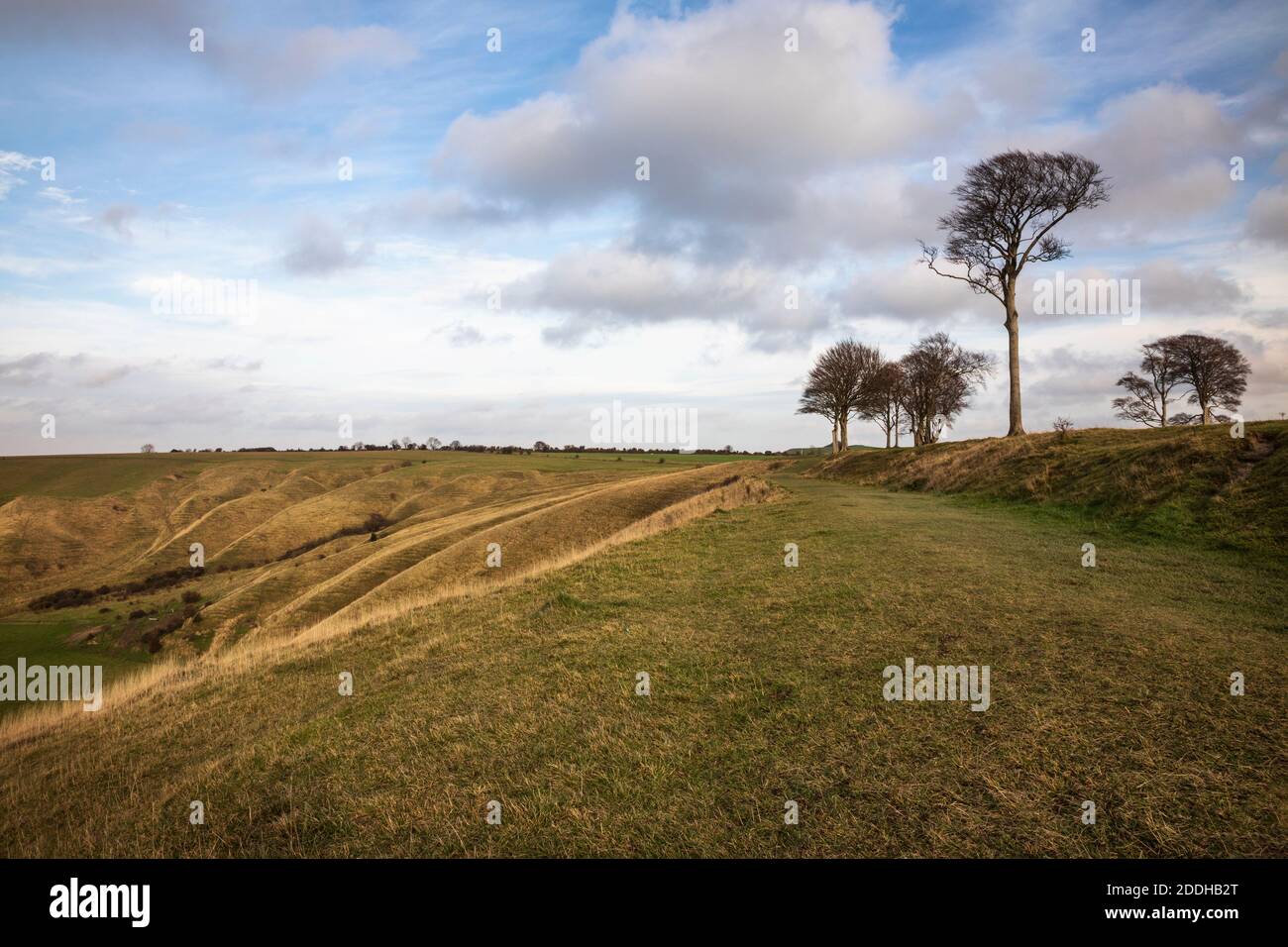 Beech Trees at Oliver’s Castle on Roundway Hill, Devizes, Wiltshire ...