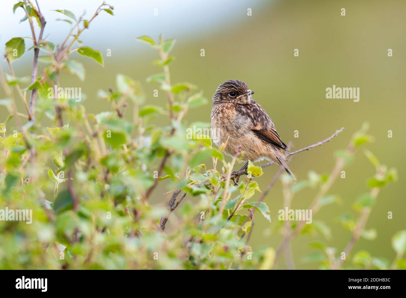 Juvenile stonechat hi-res stock photography and images - Alamy