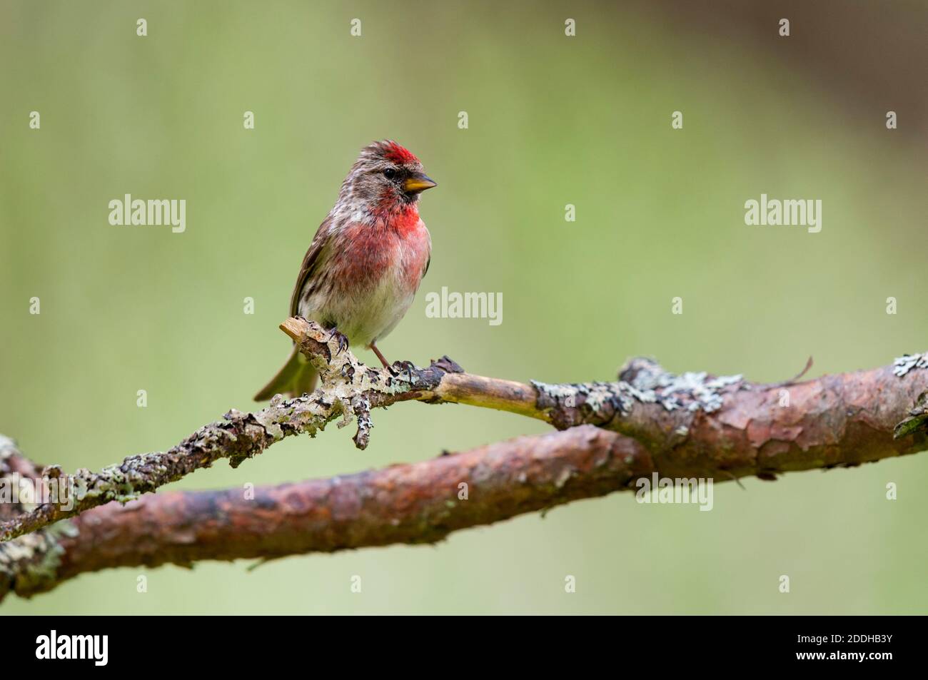 An adult male lesser redpoll (Carduelis cabaret) perched on a twig ...