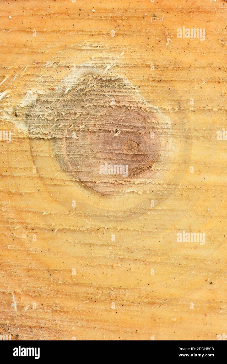 Top view of the surface of the fresh stump with annual rings closeup ...