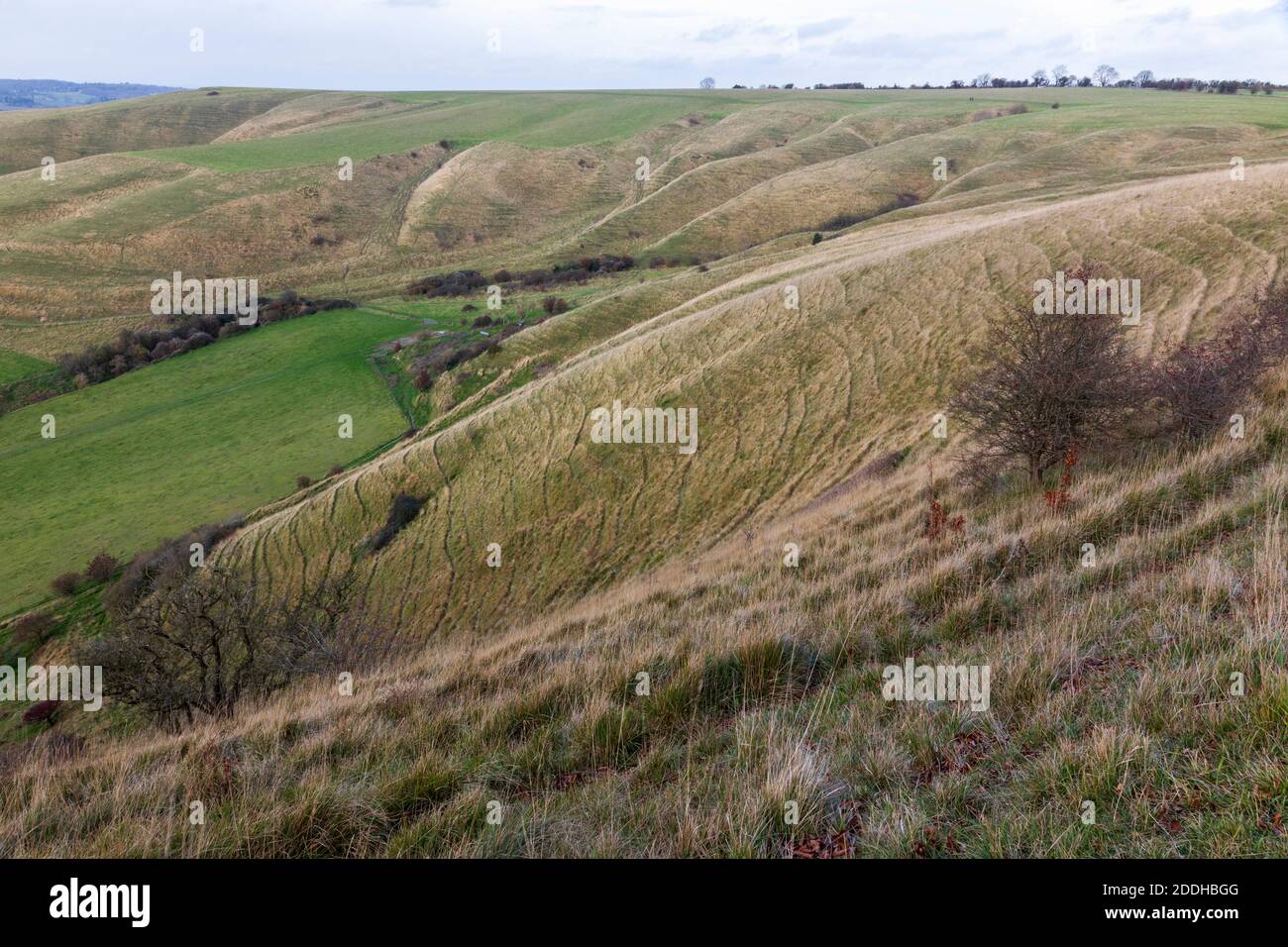 Oliver’s Castle an Iron Age hill fort on Roundway Hill, Devizes ...