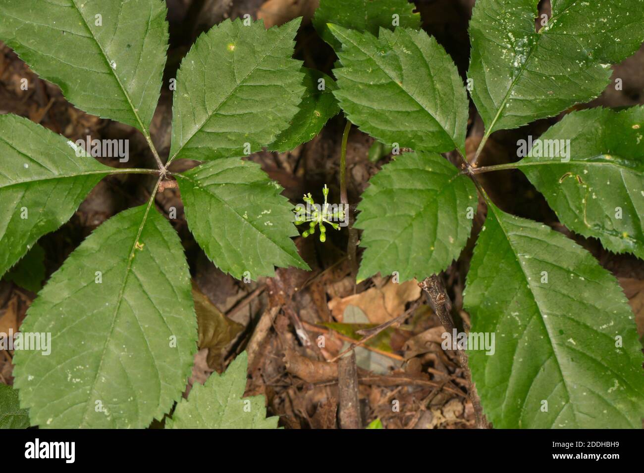 Ginseng Flower High Resolution Stock Photography and Images - Alamy