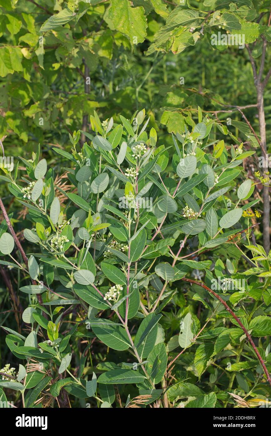 Hemp Flowers High Resolution Stock Photography and Images - Alamy