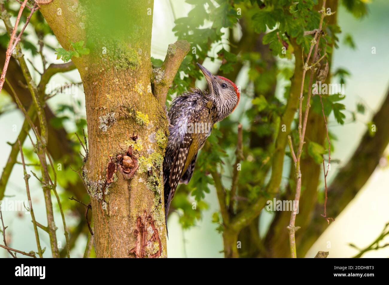 A fledgling green woodpecker (Picus viridus) on the trunk of a tree on ...