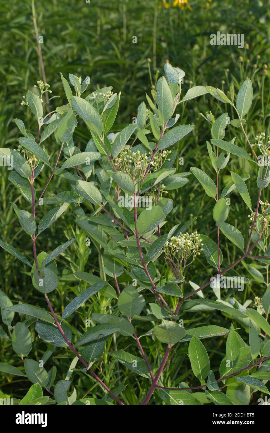 Hemp Flowers High Resolution Stock Photography and Images - Alamy
