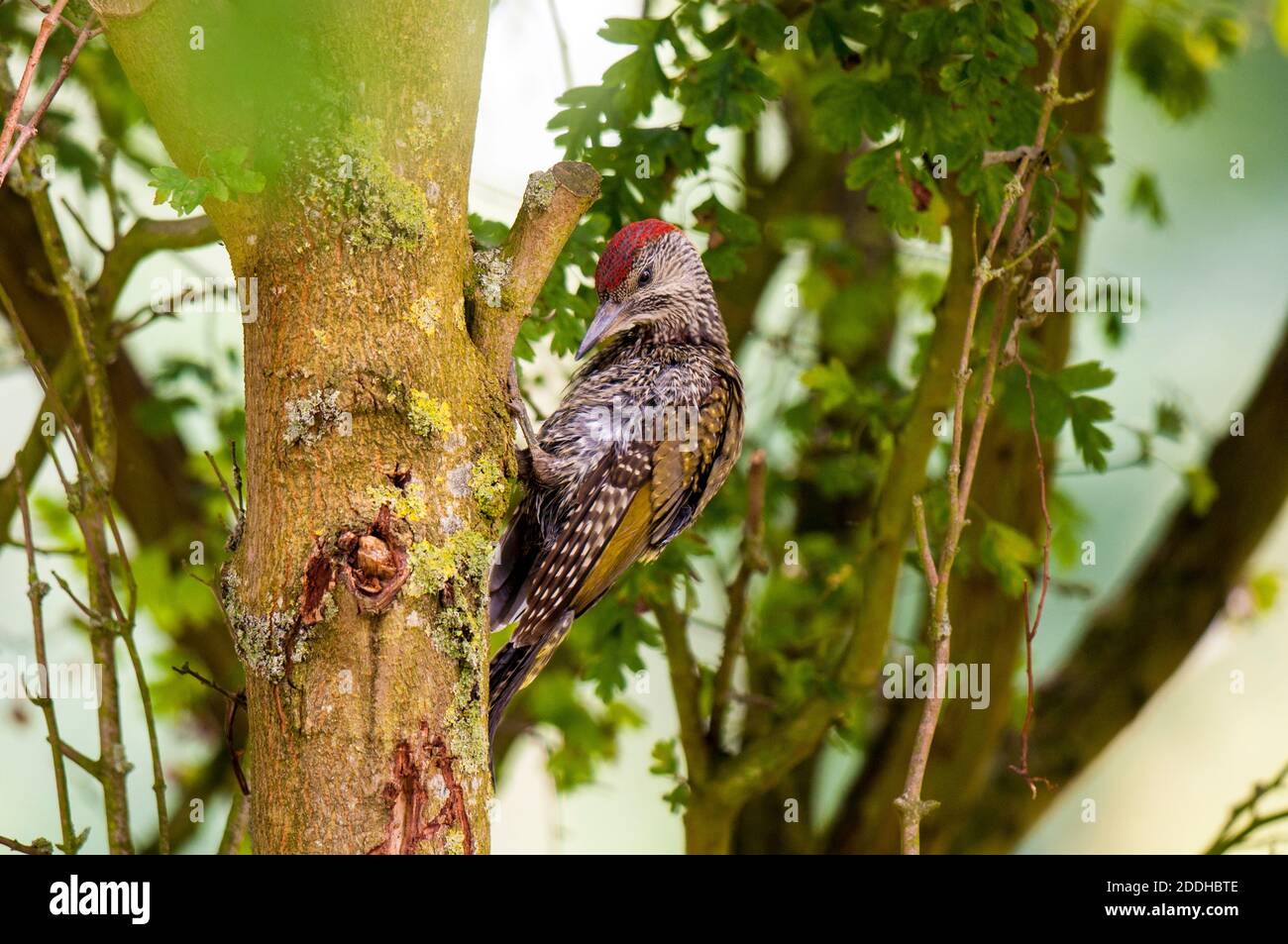 A fledgling green woodpecker (Picus viridus) on the trunk of a tree on ...