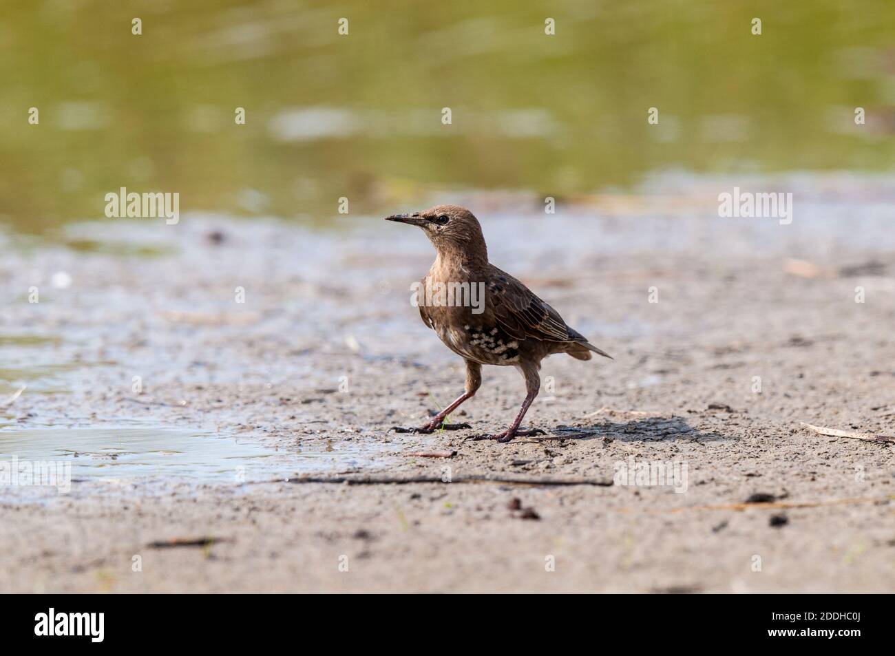 Fledgling starling hi-res stock photography and images - Alamy