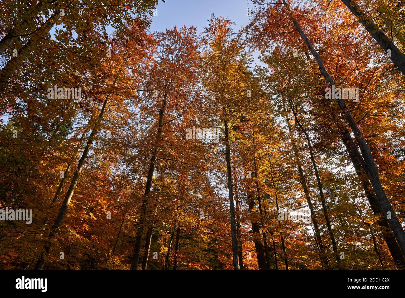 Colorful forest in the fall at sunset Stock Photo - Alamy