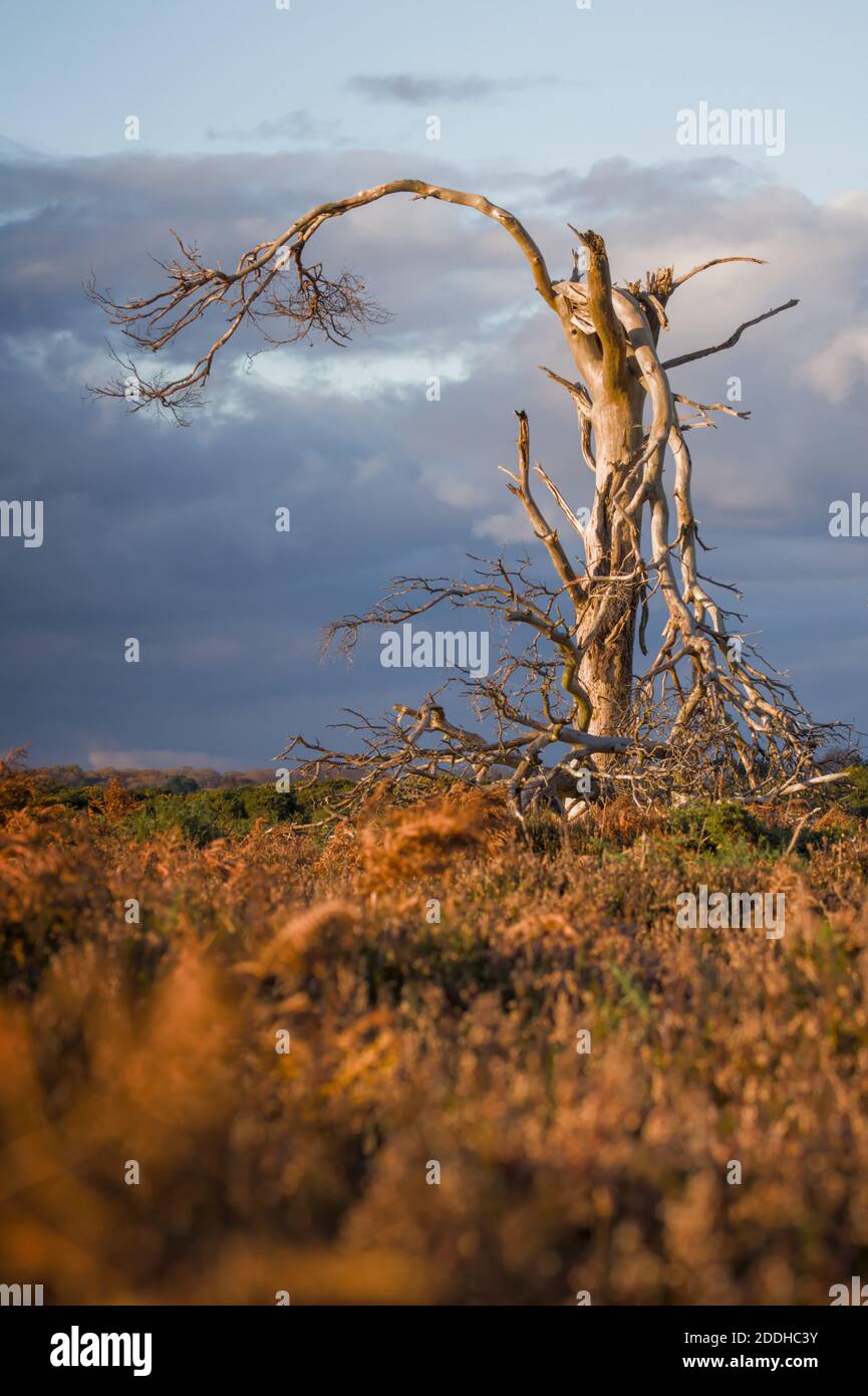 Windswept tree uk hi-res stock photography and images - Alamy