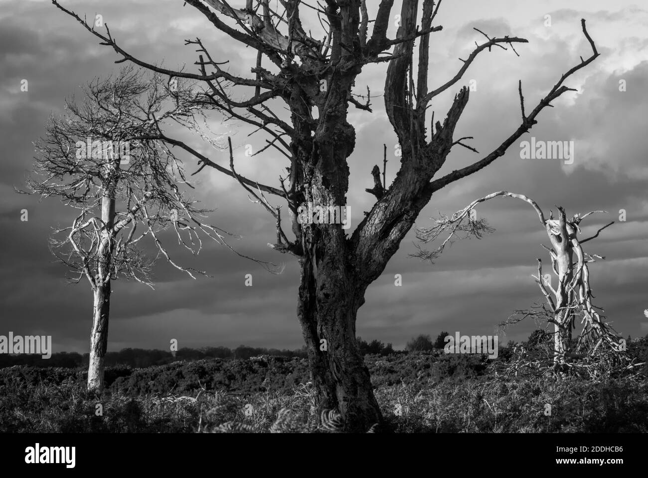 Dying of trees hi-res stock photography and images - Alamy