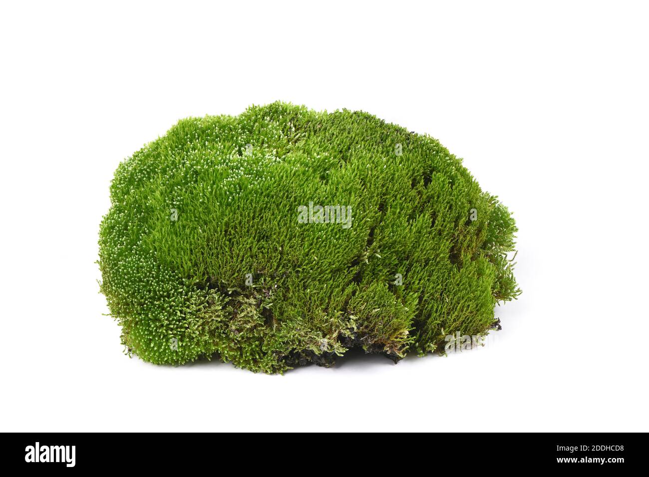 Mossy moss stone isolated on white background. High resolution photo ...