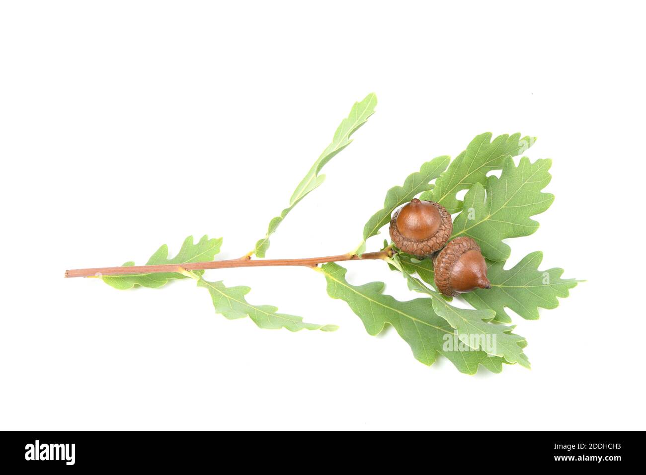 Three acorn connected by an oak tree branch. Isolated on white ...