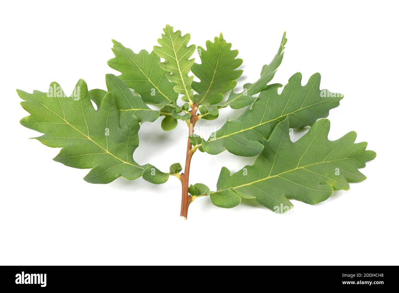 Cut off oak branch with green leaves isolated on white background. High ...