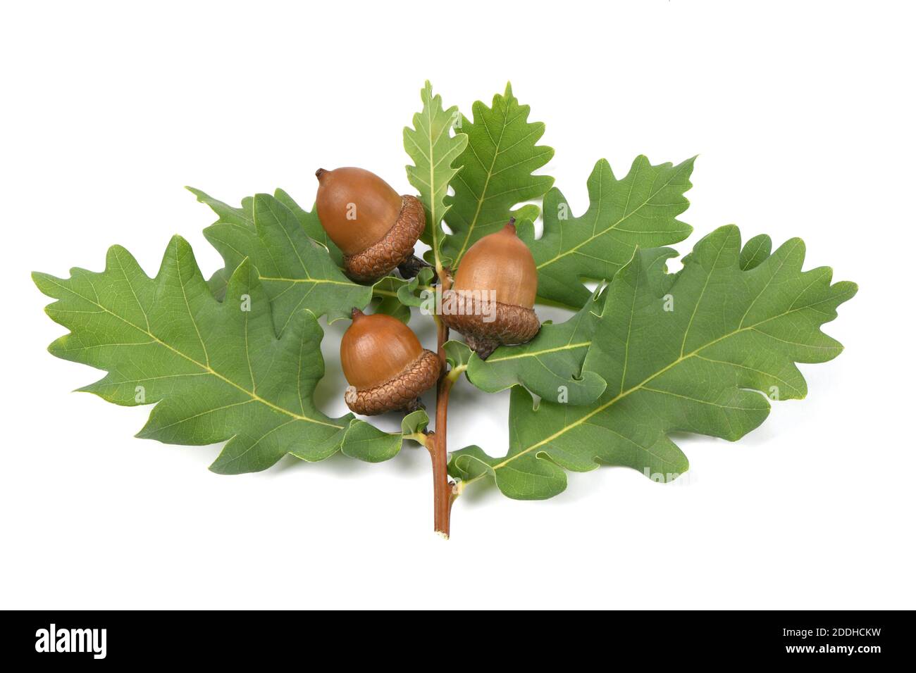 Three acorn connected by an oak tree branch. Isolated on white ...