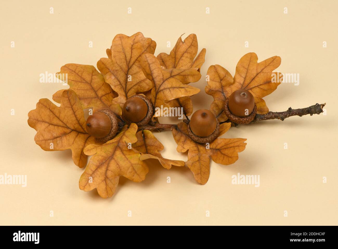 Three acorn connected by an oak tree branch. Isolated on peach color ...