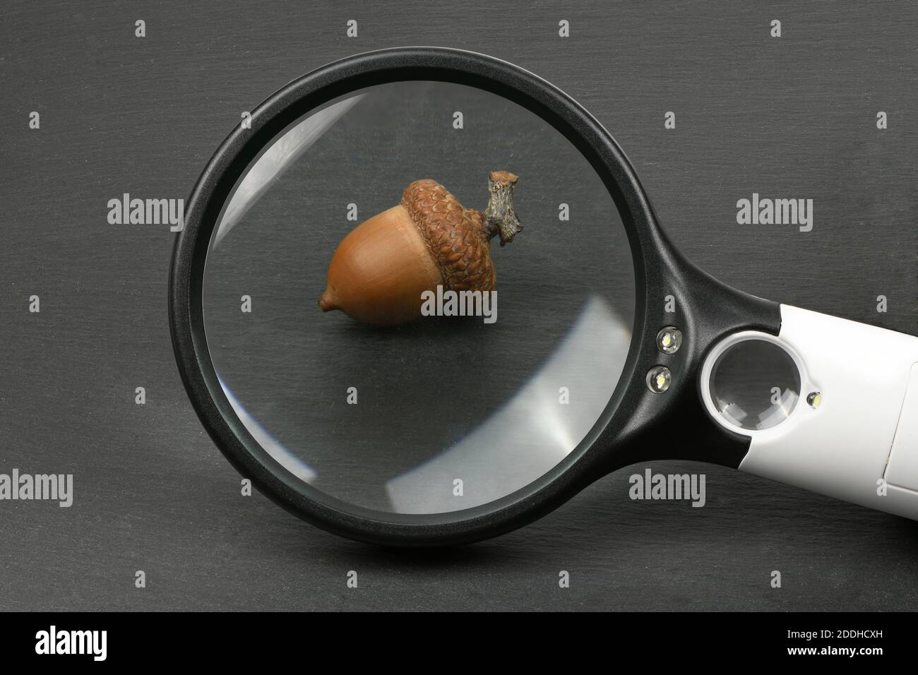 Acorn of an oak tree under magnifying glass. Isolated on black ...