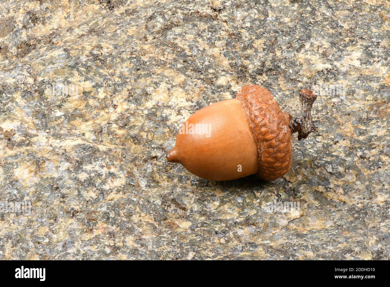 Acorn of an oak tree isolated on rock background. High resolution photo ...