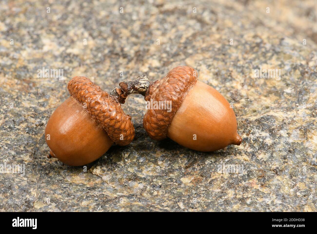 Acorn of an oak tree isolated on rock background. High resolution photo ...