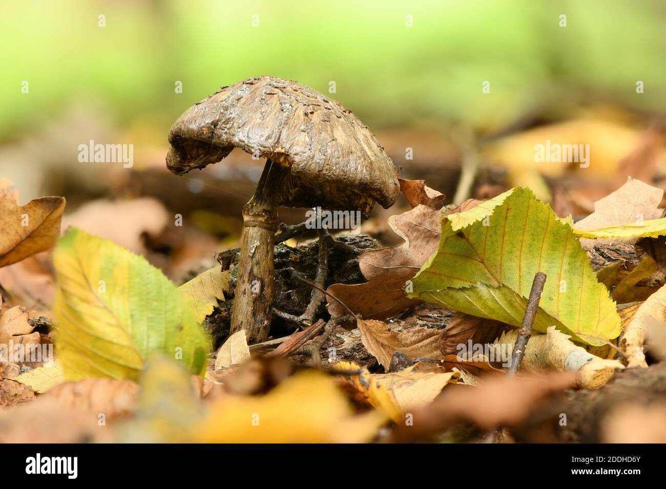 Old raw organic champignon mushrooms grow in the forest background ...