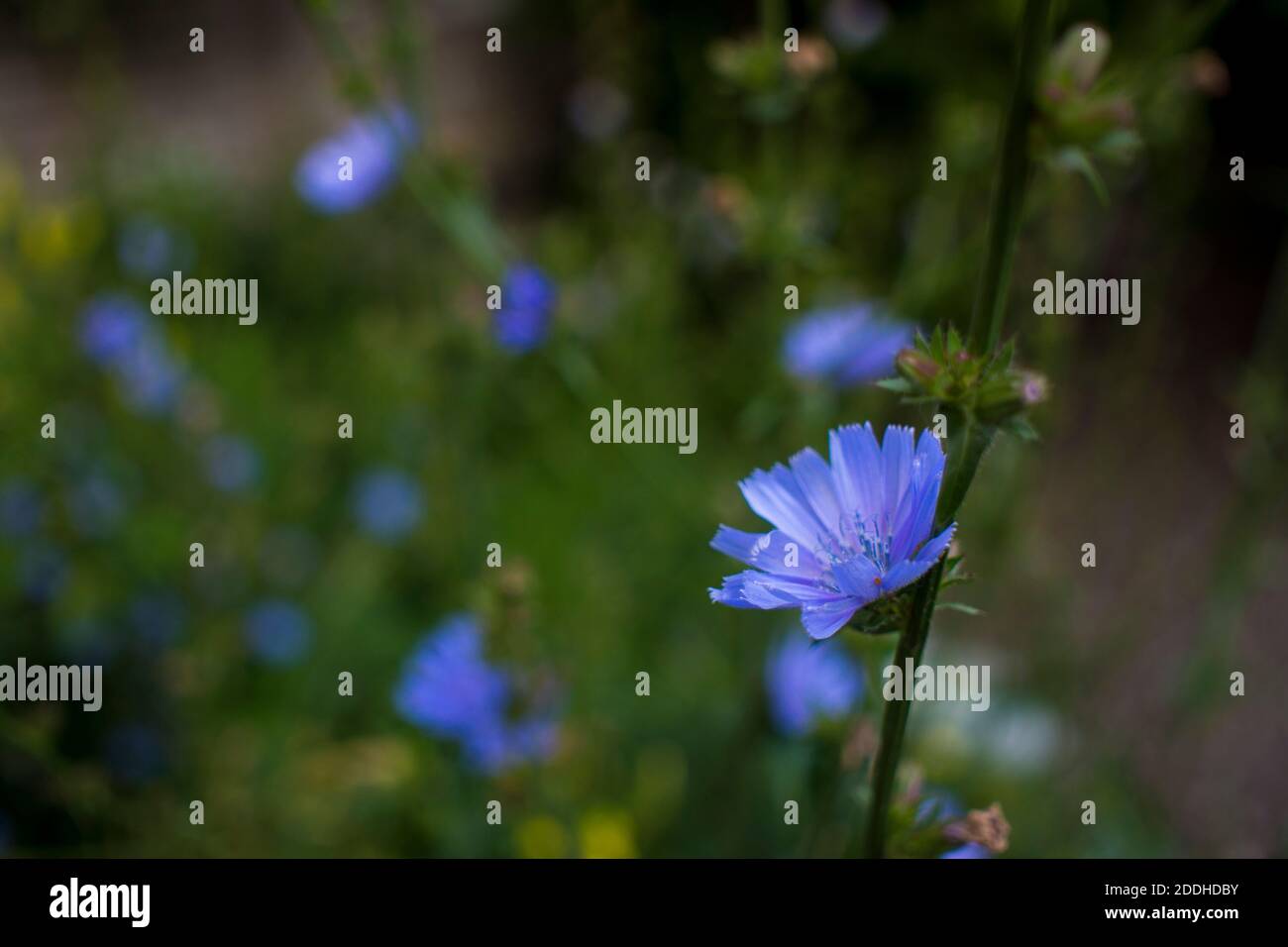 chicory flower at nature background Stock Photo - Alamy