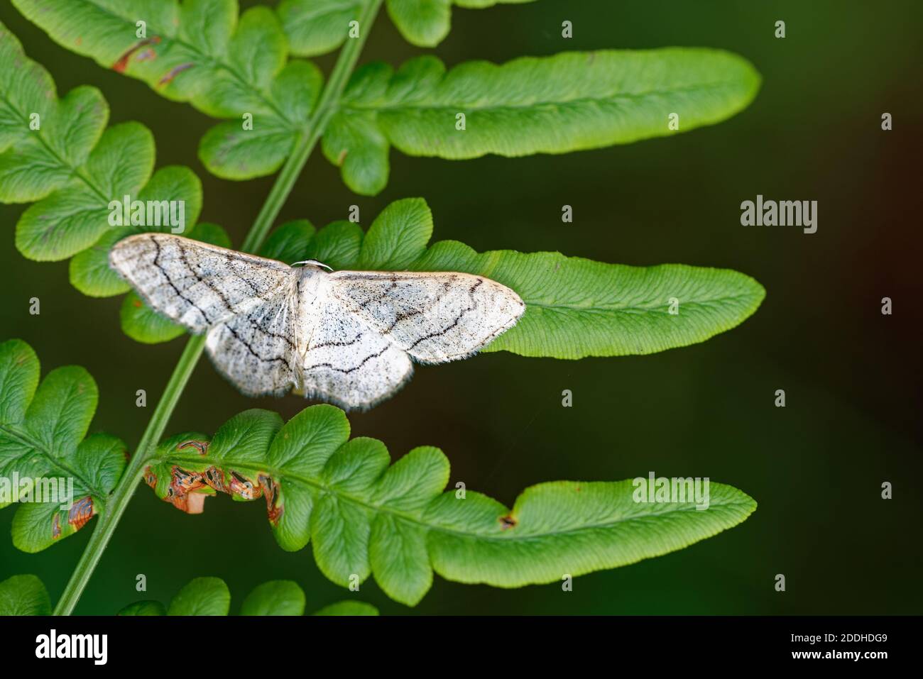 small fan-footed wave (Idaea biselata) is a moth of the family ...