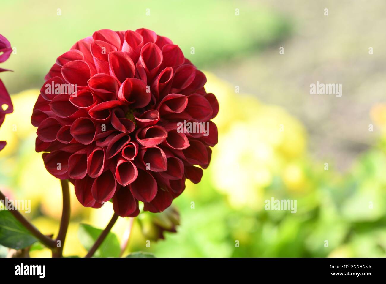 Red dahlia flower on garden background. High resolution photo. Full ...